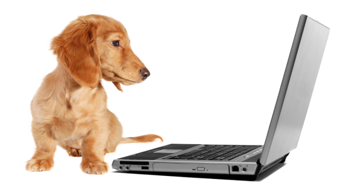dachshund-with-computer - TNT Training Center
