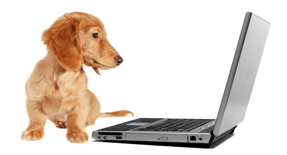 dachshund-with-computer - TNT Training Center