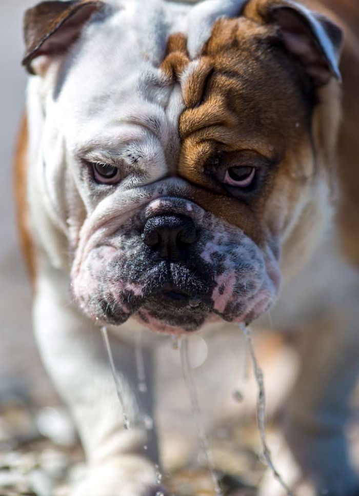drooling-bulldog-tall-format - TNT Training Center