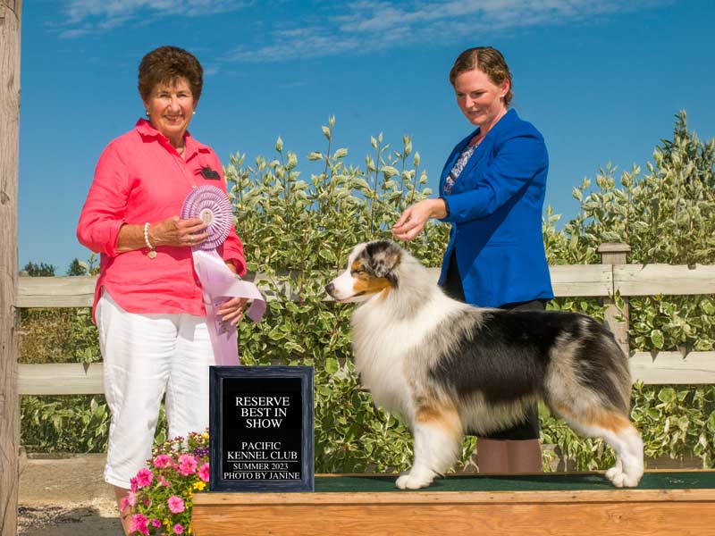 Dog Show Handling Classes | Abbotsford BC
