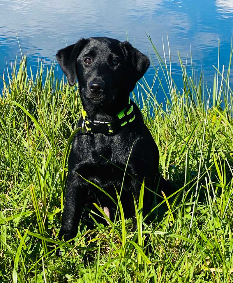 Meet Chime - Janice Gunn's newest Competition Obedience Dog